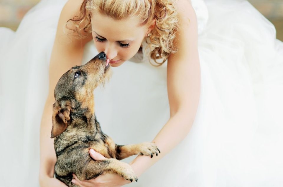 How To Plan a Memorable and Intimate Dog-Friendly Wedding • Pawfect ...